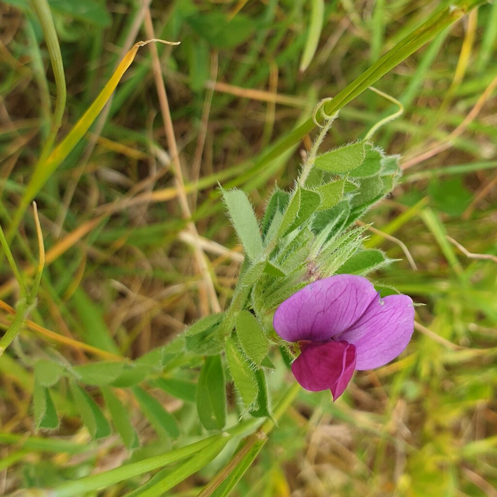 Common Vetch from Dorset, UK on June 5, 2019 at 02:23 PM by Russ Hedley ...