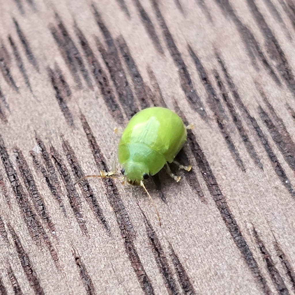 Lilly Pilly leaf beetle from Birkenhead, Auckland, New Zealand on ...