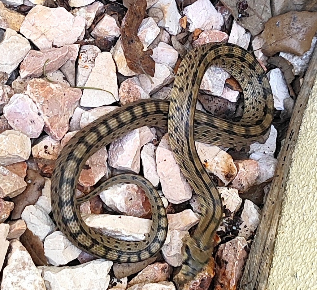 Ladder Snake from Ansião, 3240, Portugal on November 23, 2024 at 01:56 ...