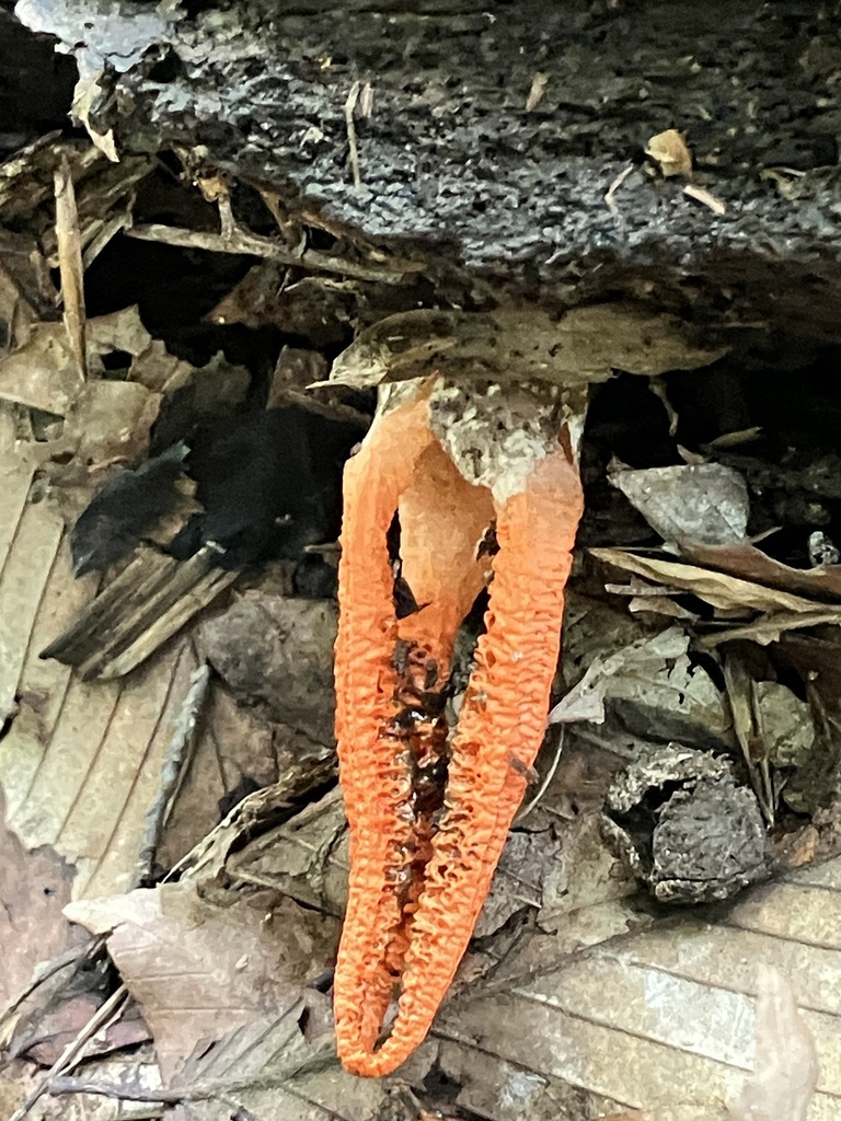 stinky squid in August 2024 by Cindi Fitzgerald · iNaturalist