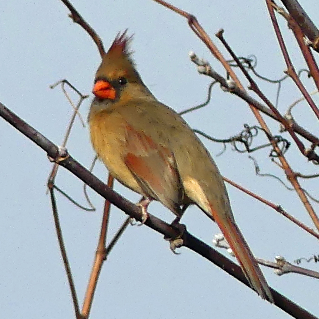 Northern Cardinal from Brampton, ON, Canada on November 23, 2024 at 11: ...