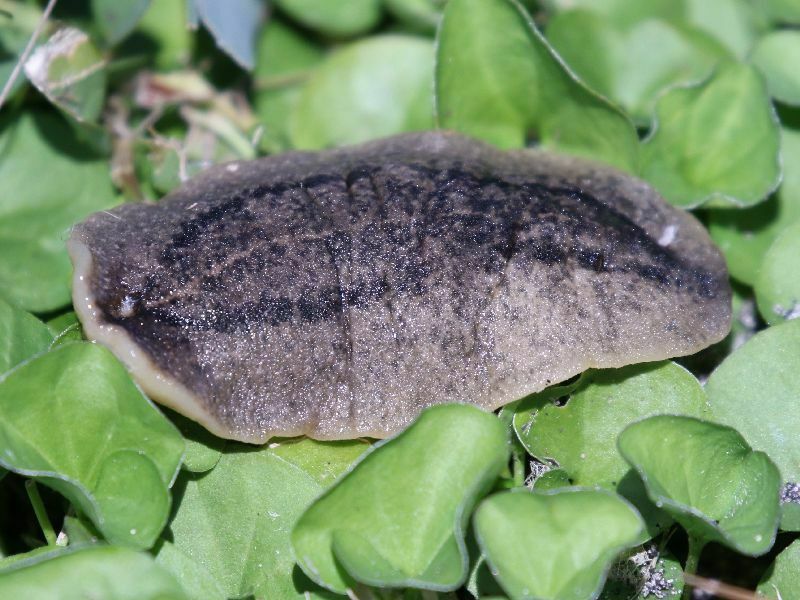 Florida Leatherleaf Slug from Crandon Park, Miami-Dade County, FL, USA ...