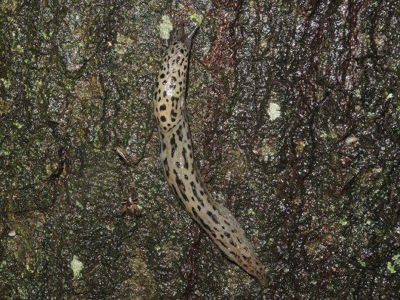 Leopard Slug from Jamaica Bay Wildlife Refuge, Queens, NY, USA on ...