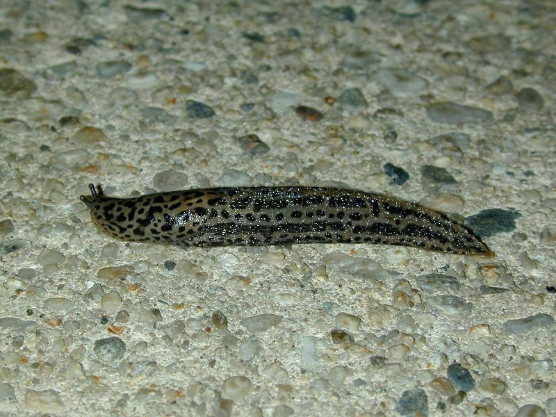 Leopard Slug from Floyd Bennet Field, Brooklyn, NY, USA on September 7 ...