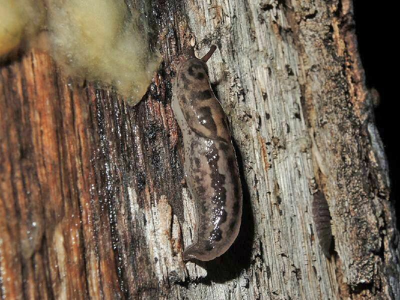 Leopard Slug from Jamaica Bay Wildlife Refuge, Queens, NY, USA on April ...