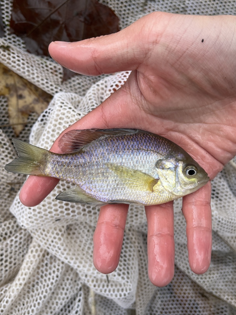 Bluegill from Rocky River Reservation, North Olmsted, OH, US on ...