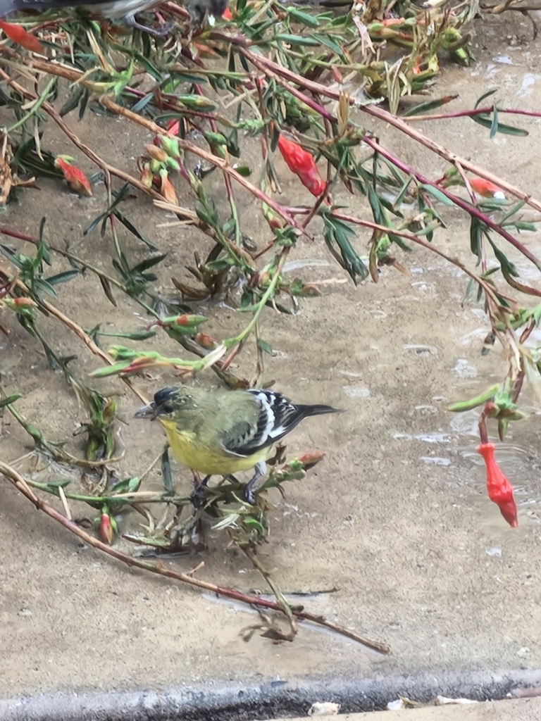 Lesser Goldfinch from Alice, Orinda, CA 94563, USA on November 22, 2024 ...