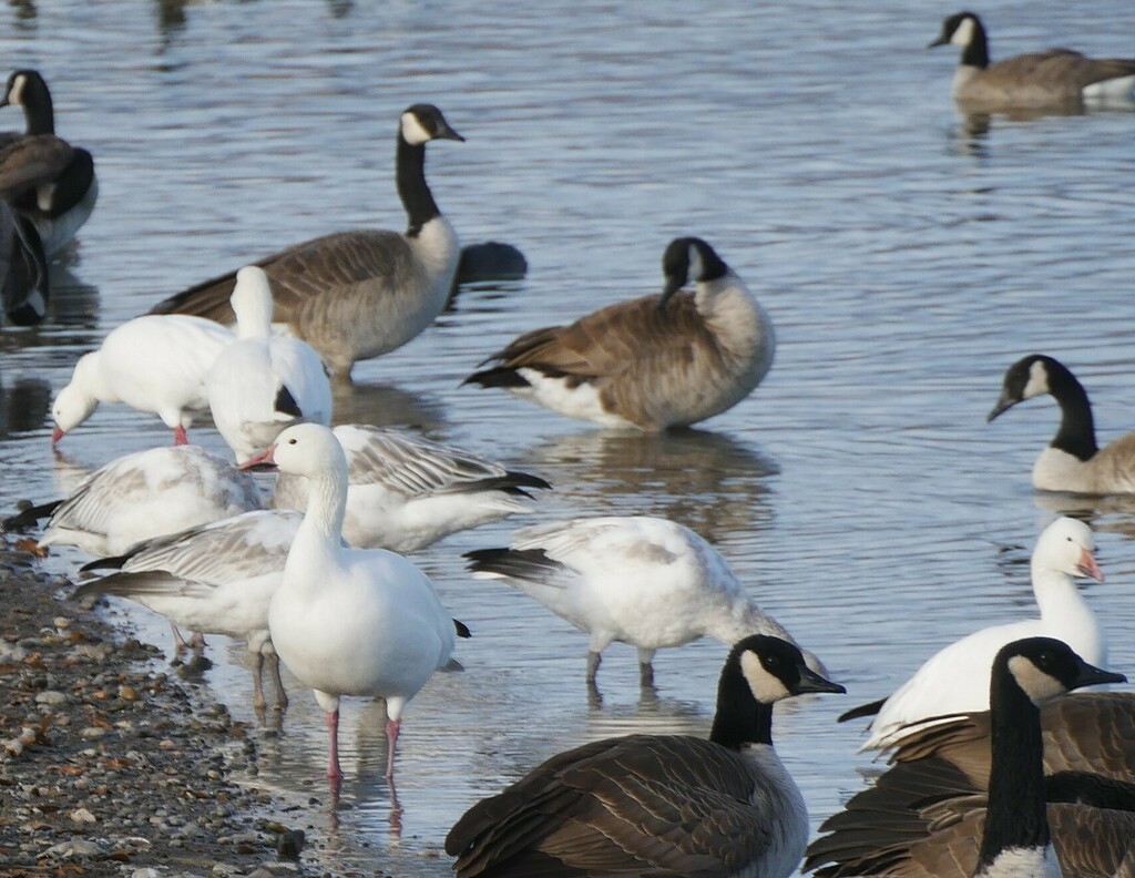 Snow Goose from Delta, CO 81416, USA on November 22, 2024 at 03:37 PM ...