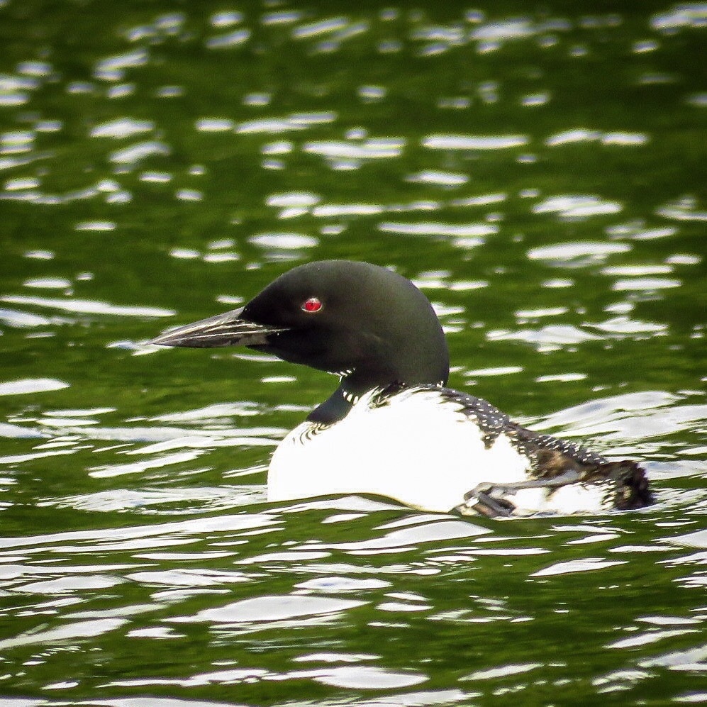 Common Loon from Thirteenth Lake, North River, NY, US on July 16, 2019 ...