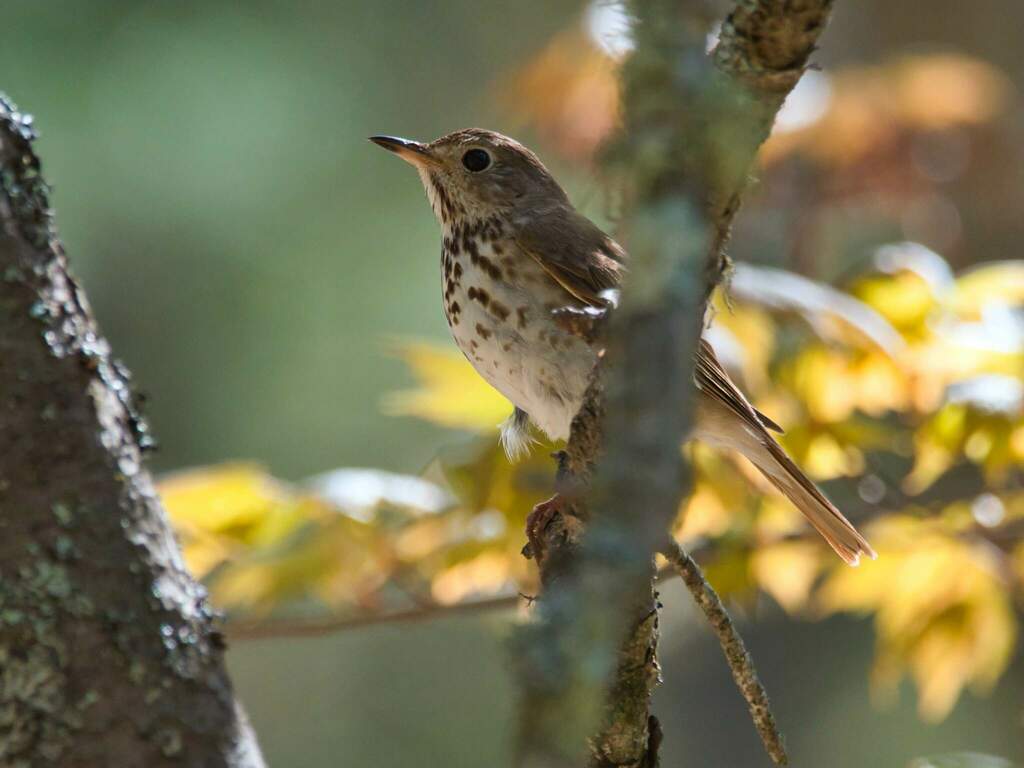 Hermit Thrush from Chippewa County, MI, USA on May 25, 2024 at 04:14 PM ...