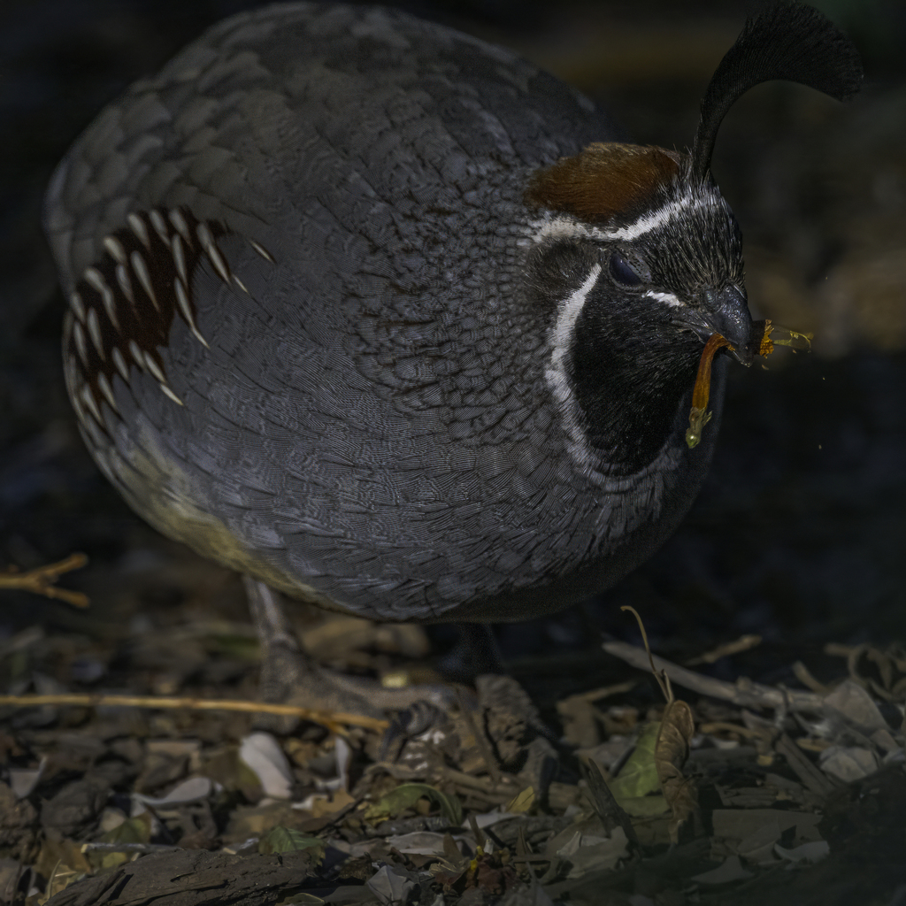Gambel's Quail from Camelback East Village, Phoenix, AZ, USA on ...