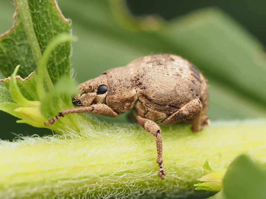 Two-banded Japanese Weevil from Brooklyn, NY, USA on August 6, 2024 at ...