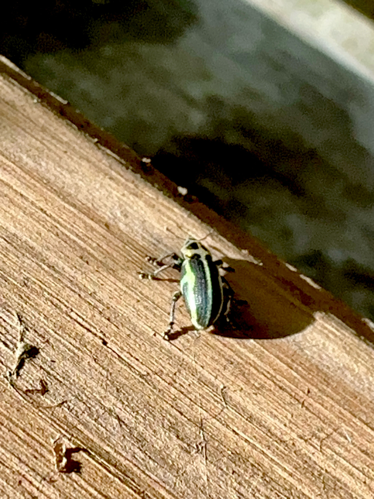 Beautiful Clown Weevil from Sugar Land on November 21, 2024 at 01:26 PM ...