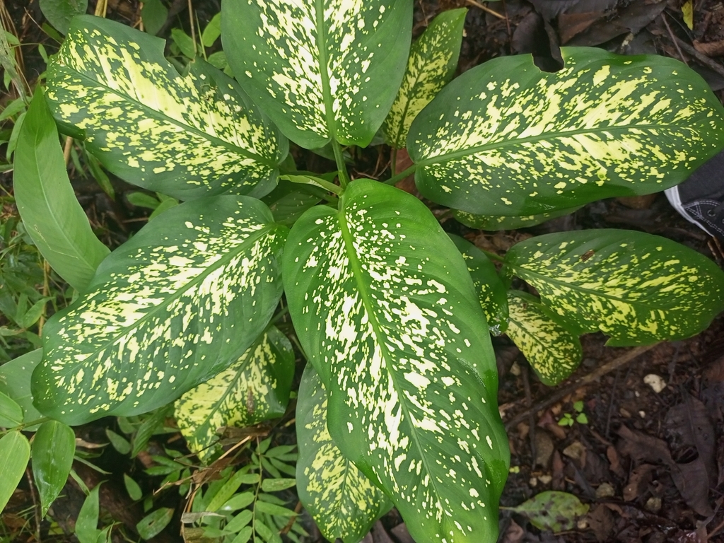 tuftroot from XFW4+22 Mirador Los Trinos, Panamá, Provincia de Panamá ...