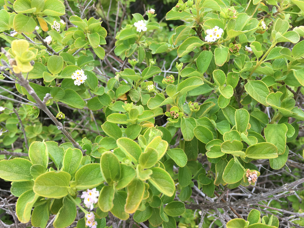Button Sage from Bahia Honda State Park, Big Pine Key, FL, US on August ...