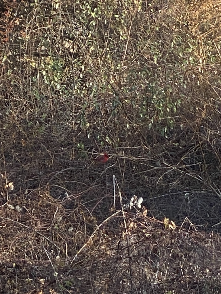 Northern Cardinal from Button Shop Rd, Newtown, CT, US on November 23 ...