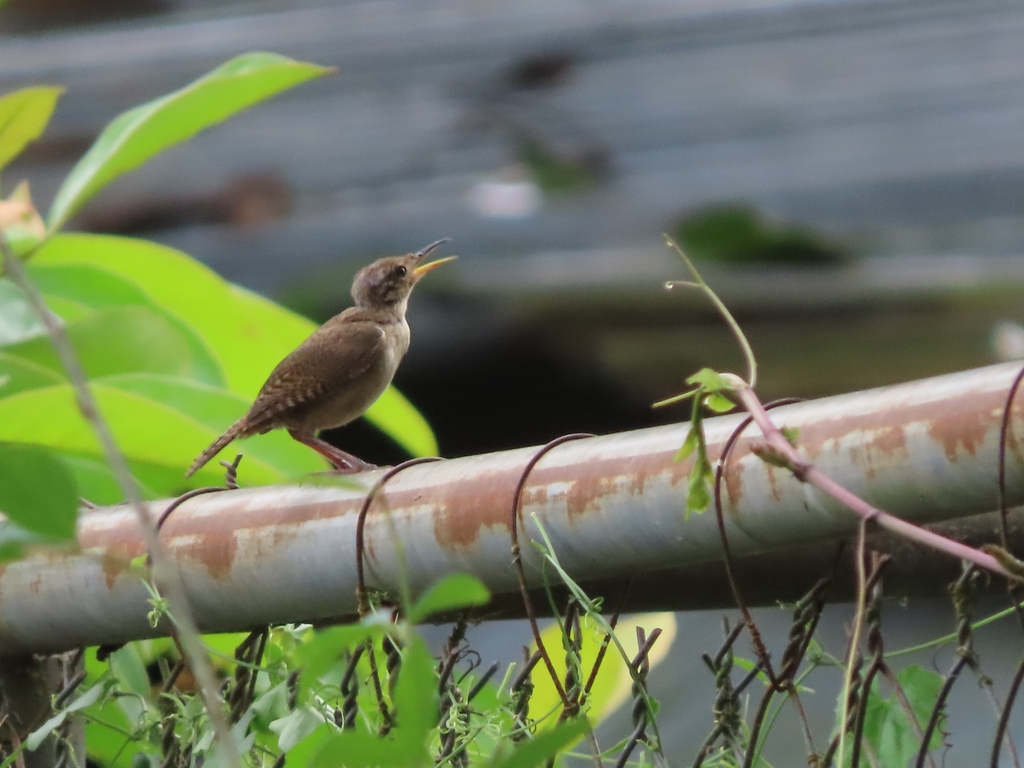 Southern House Wren from Río Escondido, Santiago, Provincia de Veraguas ...