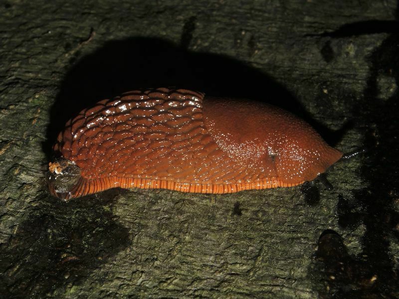 Spanish Slug in June 2022 by stevewalternature · iNaturalist