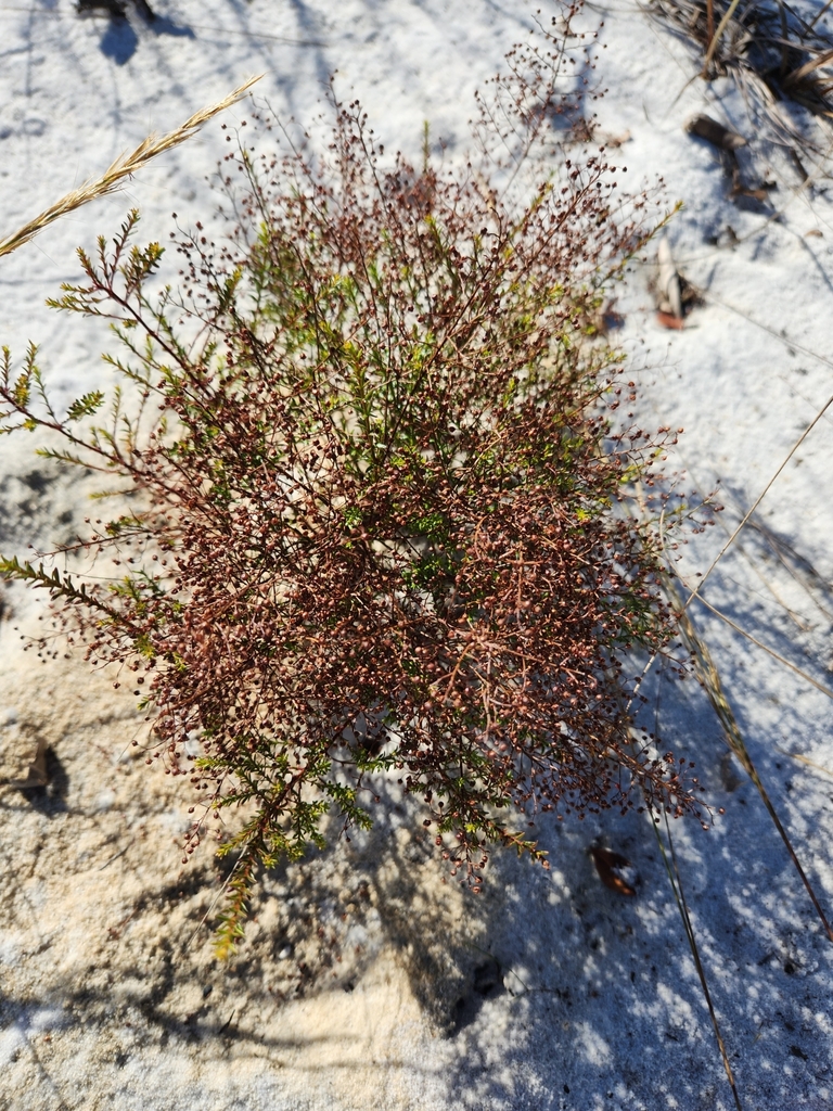 Deckert's pinweed from Lake Placid, FL 33852, USA on November 23, 2024 ...