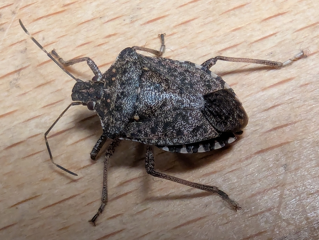 Brown Marmorated Stink Bug from 38102 Braunschweig, Germany on November ...