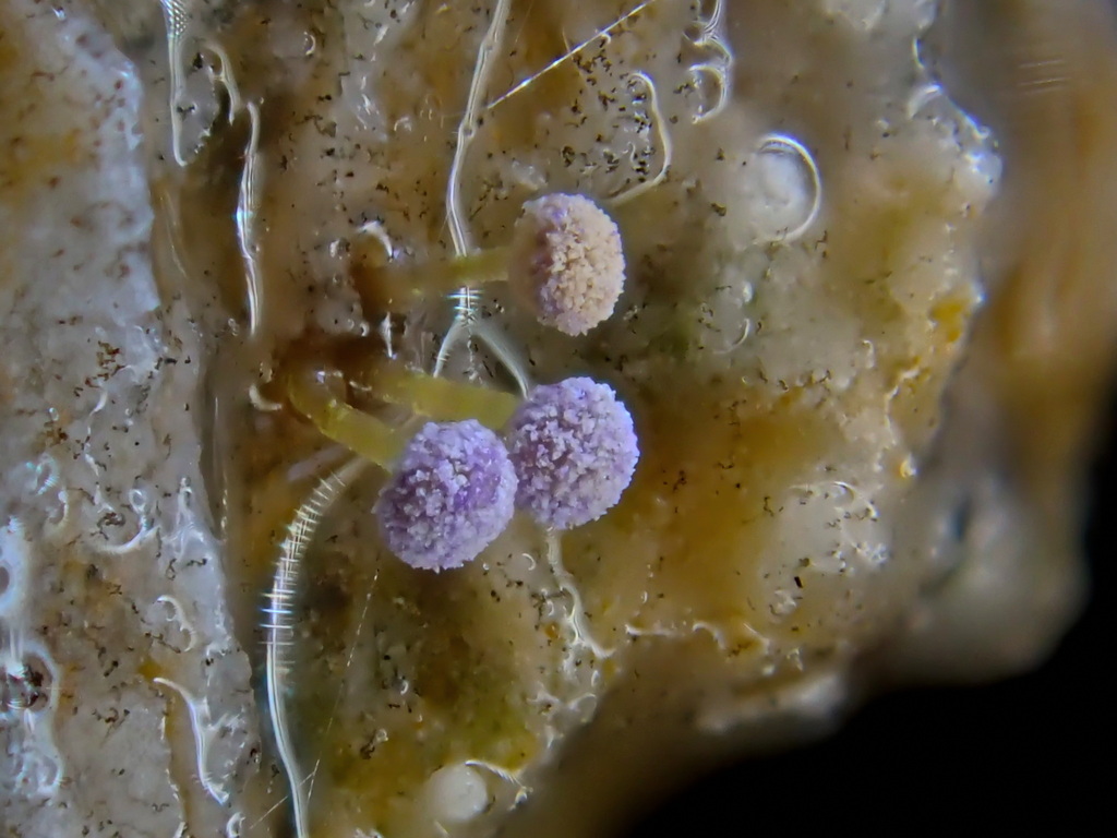 Sclerophora amabilis from Central Kootenay, BC, Canada on November 22 ...