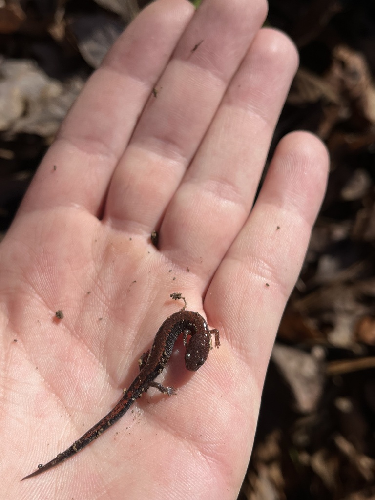 Southern Red-backed Salamander in November 2024 by mugsyy · iNaturalist