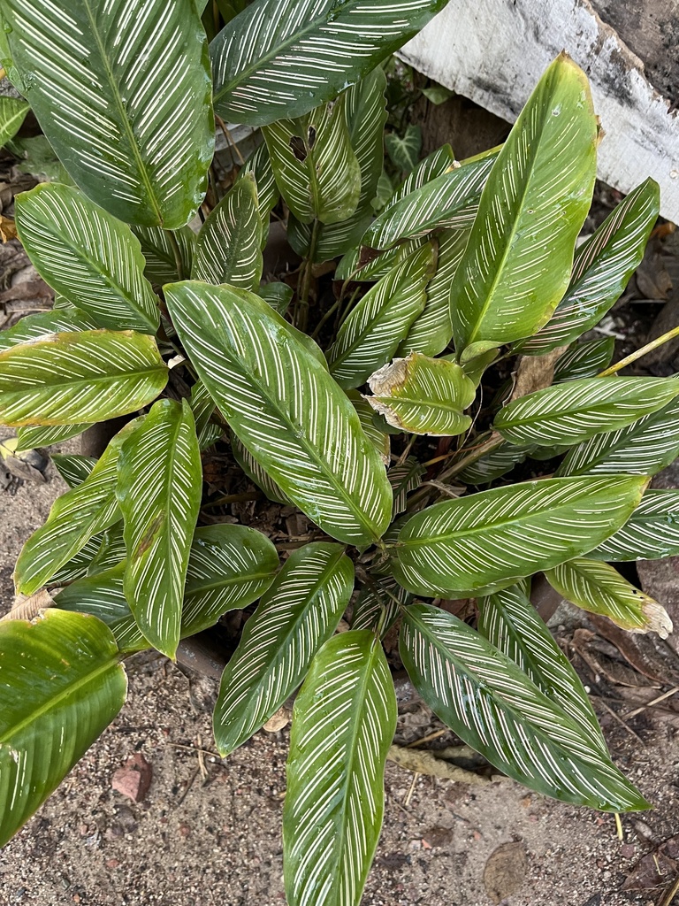 Pin-stripe calathea from Puerto Vallarta, Jal., MX on November 23, 2024 ...