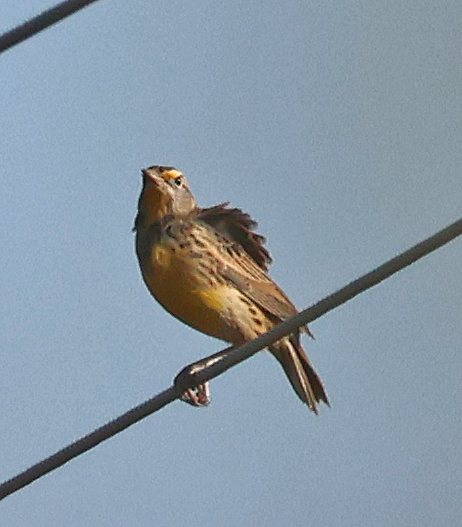 Eastern Meadowlark in October 2024 by Ron Goetz. One of 8 or 9 grouped ...
