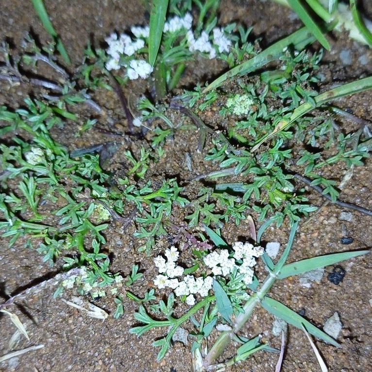 Duin Selderye from Hessequa Local Municipality, South Africa on ...