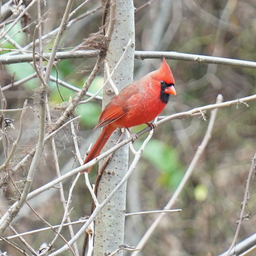 Northern Cardinal from John James Audubon State Park, Henderson, KY on ...