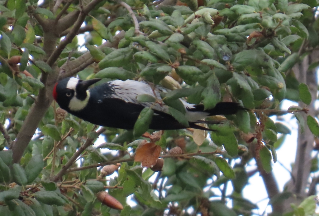 Acorn Woodpecker from South Pasadena, CA 91030, USA on November 23 ...
