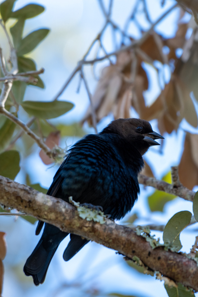Brown-headed Cowbird from Chapman Crossing Dr, Lithia, FL, US on ...