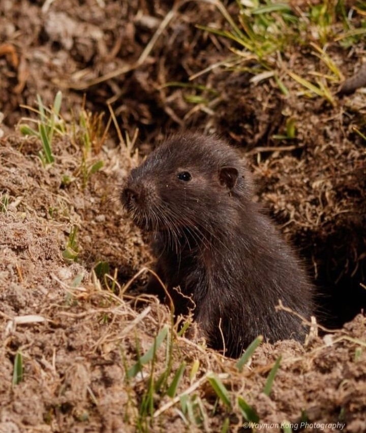 Rodents from Santiago de Veraguas on November 23, 2024 at 04:13 PM by ...