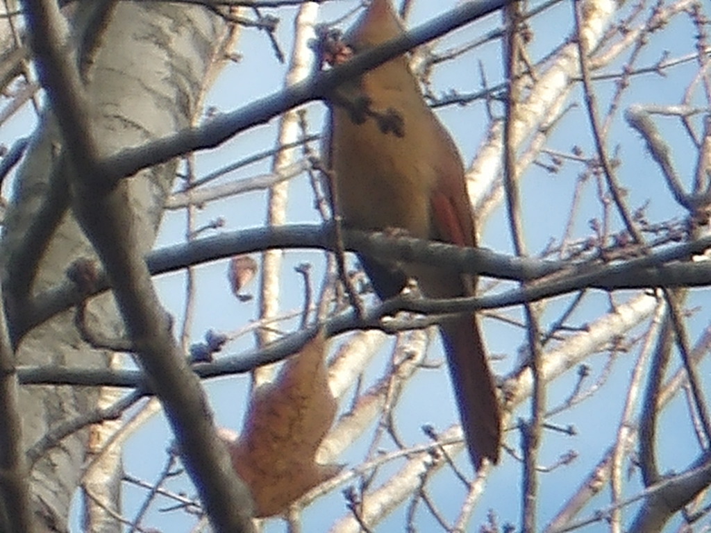Northern Cardinal in November 2024 by Elijah Hicks · iNaturalist