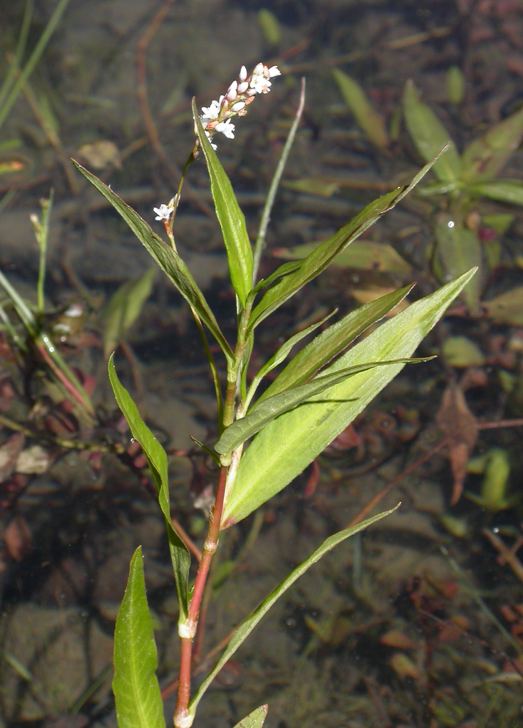 swamp smartweed from Selma, OR 97538, USA on July 23, 2007 at 04:07 PM ...