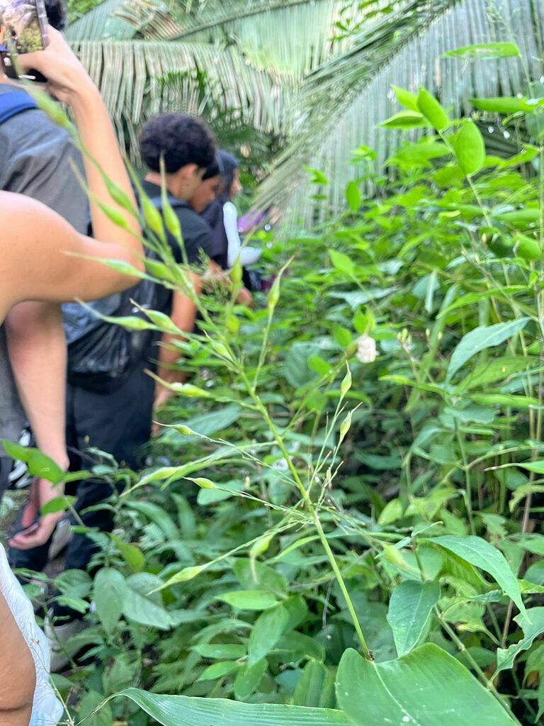 Ichnanthus pallens from Puerto Vallarta, MX-JA, MX on November 22, 2024 ...