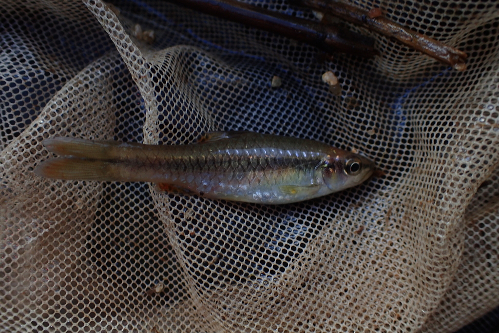 Orange-fin barb from Ehlanzeni District Municipality, Afrique du Sud on ...