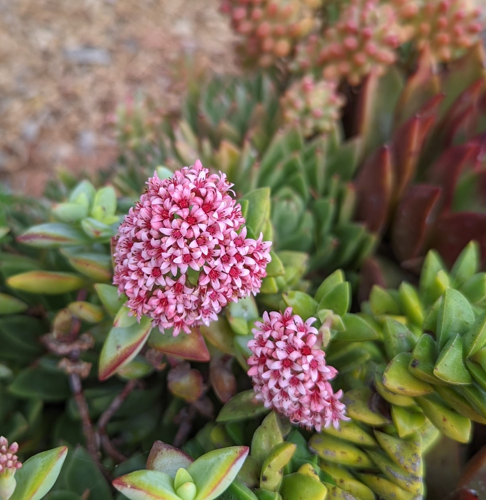 Kebab Bush on December 22, 2021 at 12:59 PM by ellatorkay · iNaturalist