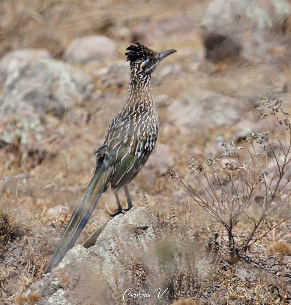 Greater Roadrunner from 76221 Qro., México on November 23, 2024 at 12: ...