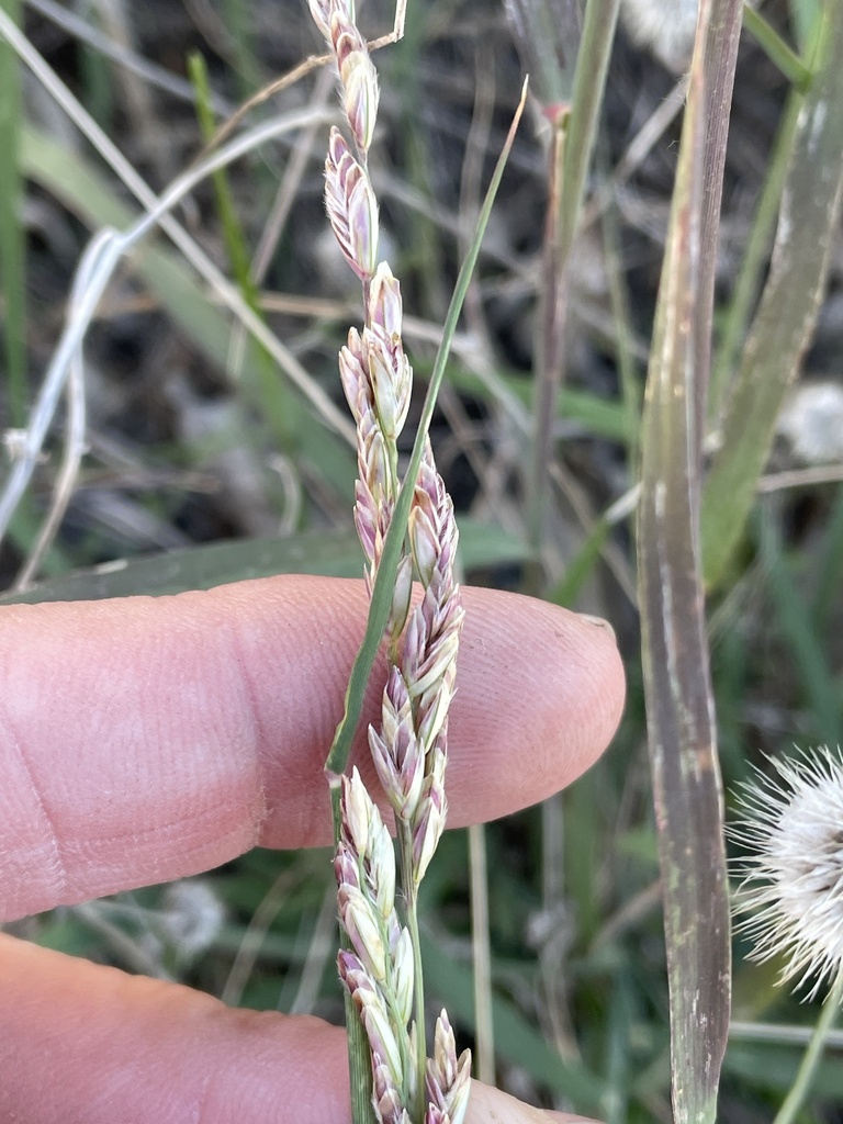 Slim Tridens from Tandy Hills Natural Area, Fort Worth, TX, US on ...
