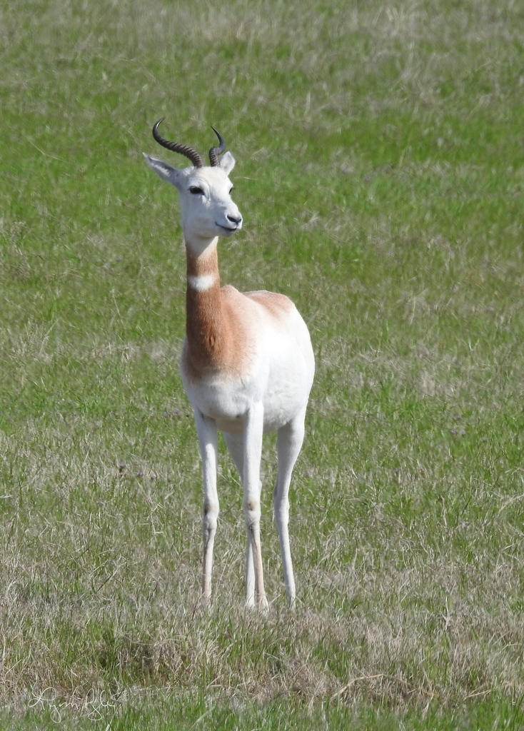 Dama Gazelle in March 2018 by Lynn Pyle. Fewer than 100 individuals ...