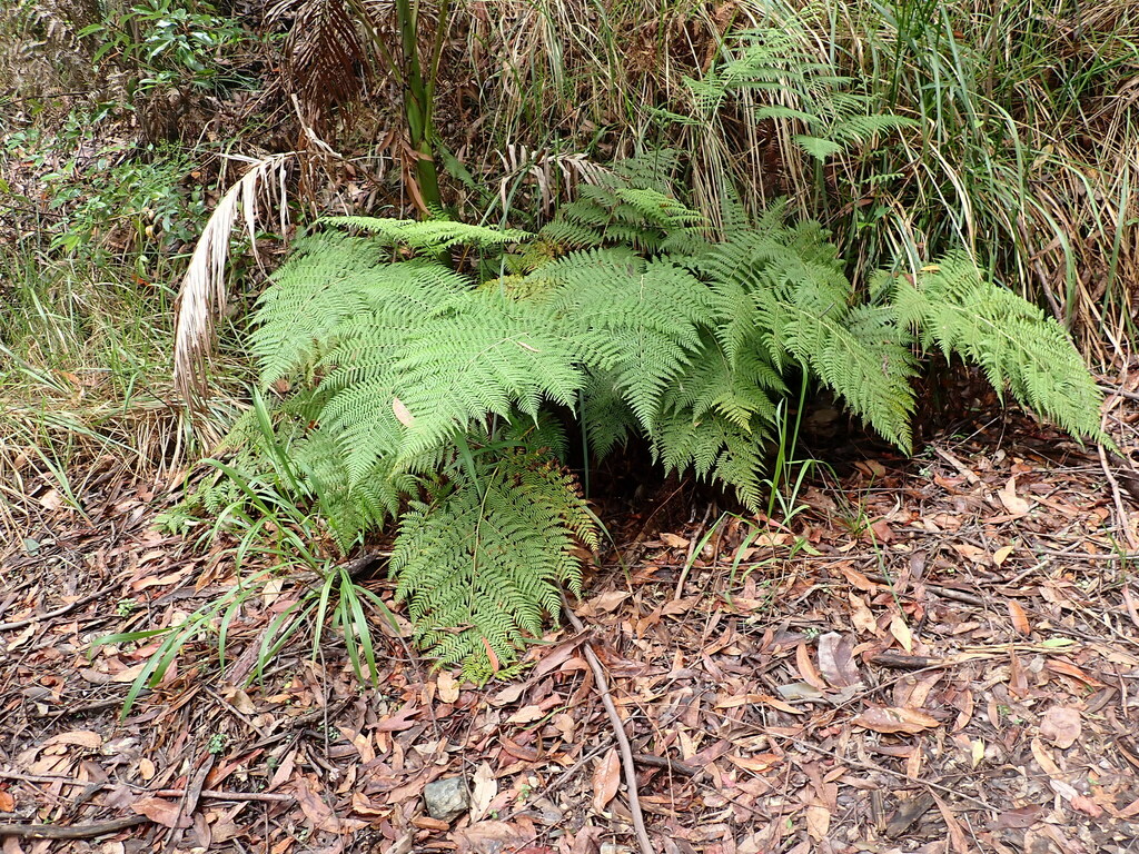 Common Ground Fern from Woolgoolga NSW 2456, Australia on November 22 ...