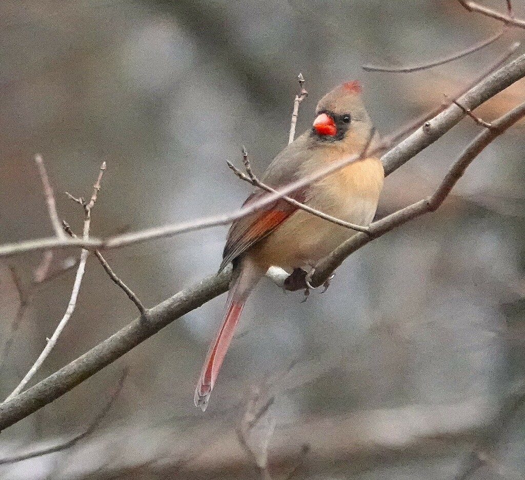 Northern Cardinal from Guilford, CT, USA on November 22, 2024 at 02:36 ...