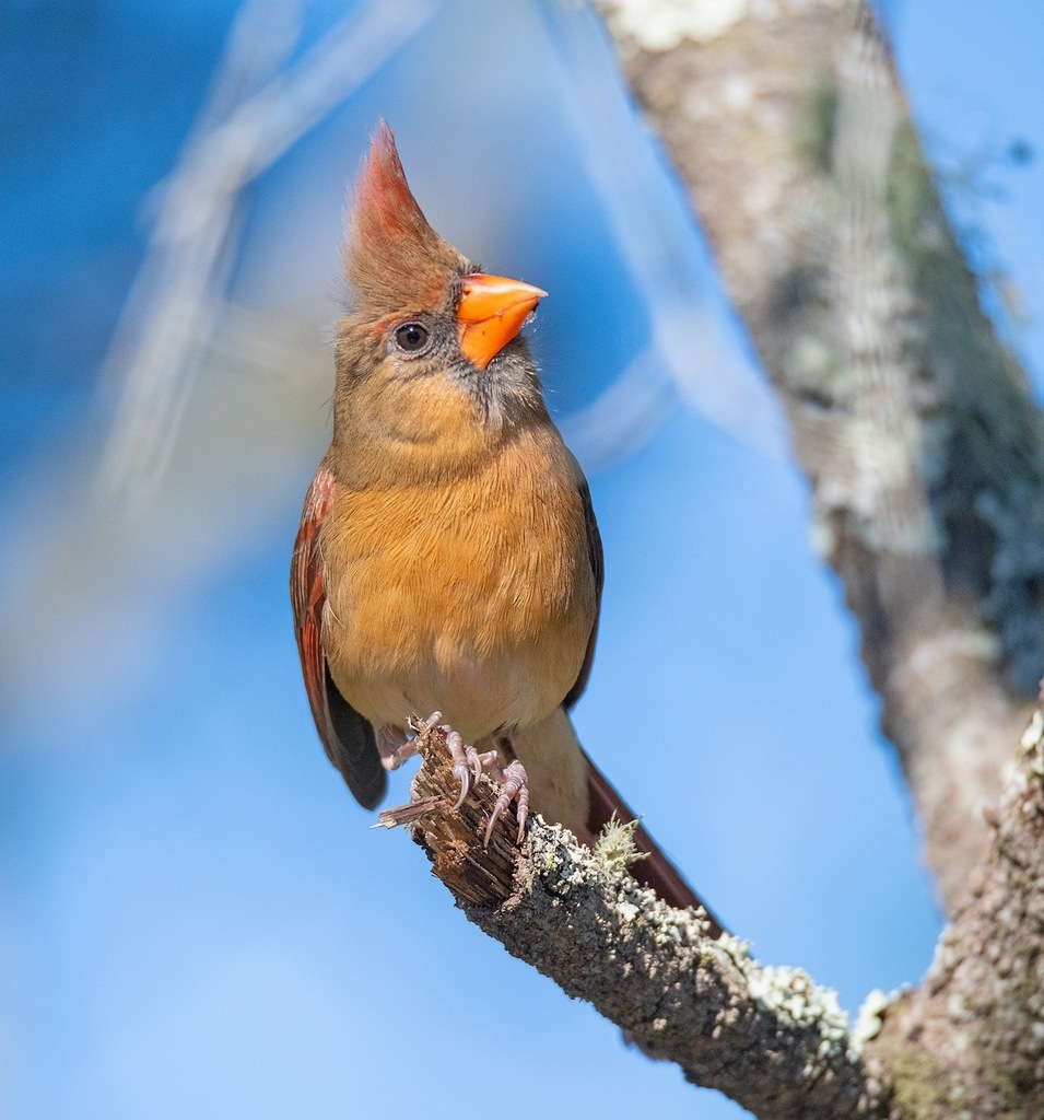 Northern Cardinal from Victoria Park, DeLand, FL, USA on November 23 ...