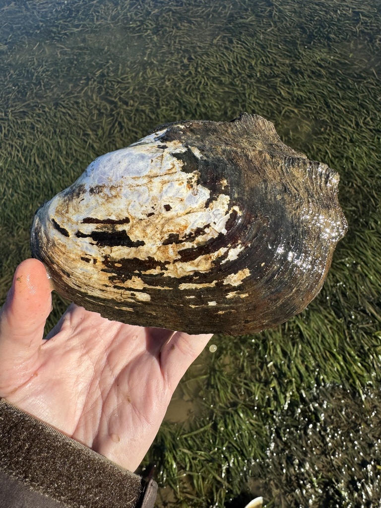 Pink Heelsplitter in November 2024 by kingjenna. Tennessee River ...