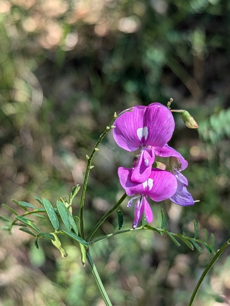 Smooth Darling Pea from Bingleburra NSW 2311, Australia on November 24 ...