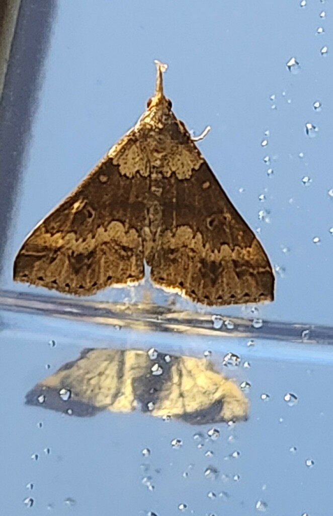 Discolored Renia Moth from Columbia, MD, USA on August 8, 2024 at 06:16 ...