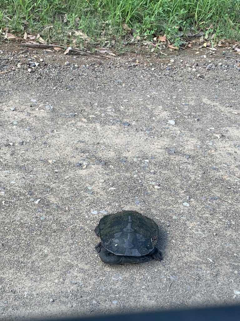 Broad-shelled Turtle from Cooloola (excl. Gympie), AU-QL, AU on ...