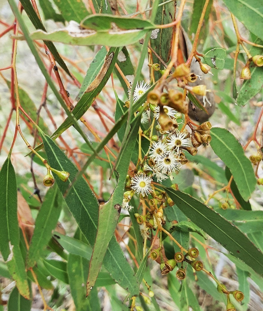 Narrow-leaved Ironbark from Bogee NSW 2849, Australia on November 15 ...