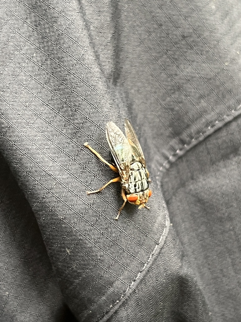 Human Botfly from Macaé, RJ, BR on November 23, 2024 at 11:23 AM by ...